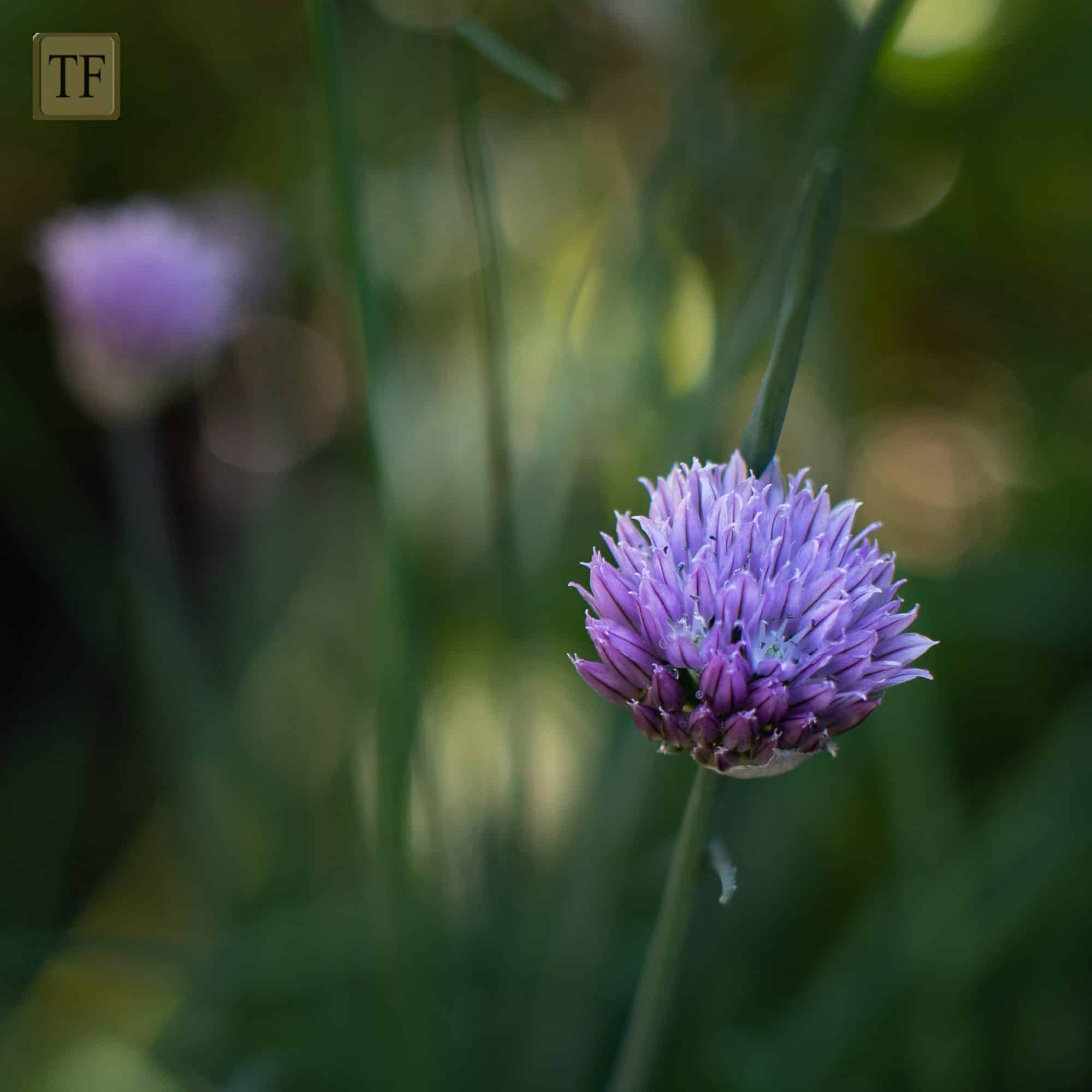 Growing Herbs for an Edible and Drought Tolerant Garden